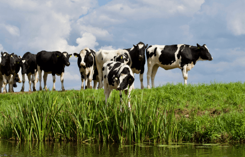 ABP Food Group Water Stewardship Journey | Water Stewardship Ireland